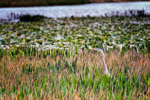 10 Things to Do in The Glades and Around Lake Okeechobee | The Palm Beaches